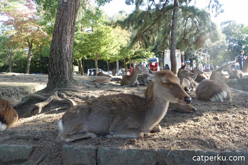 Jalan-Jalan Ke Taman Nara Park Di Jepang Ketemu Rusa Lucu!