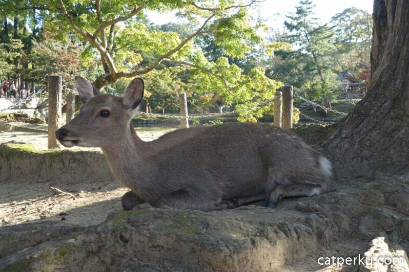 Jalan-Jalan Ke Taman Nara Park Di Jepang Ketemu Rusa Lucu!