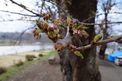 Gagal Lihat Sakura, Ketemu Yatai, Warung Kaki Lima Di Jepang